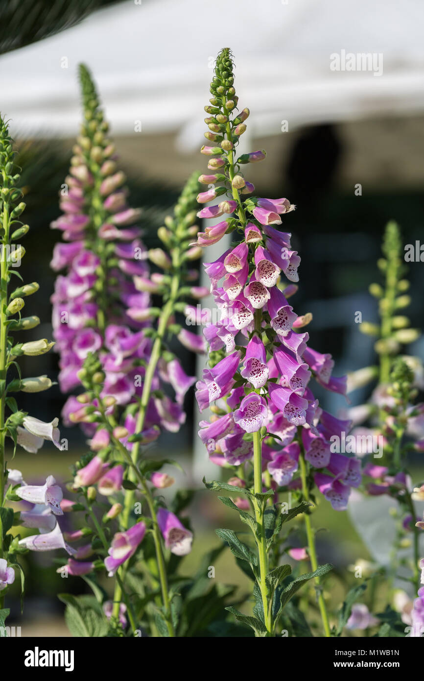 Digitalis Purpurea Flower -Pink Foxglove- in bloom, Scrophulariaceae ...