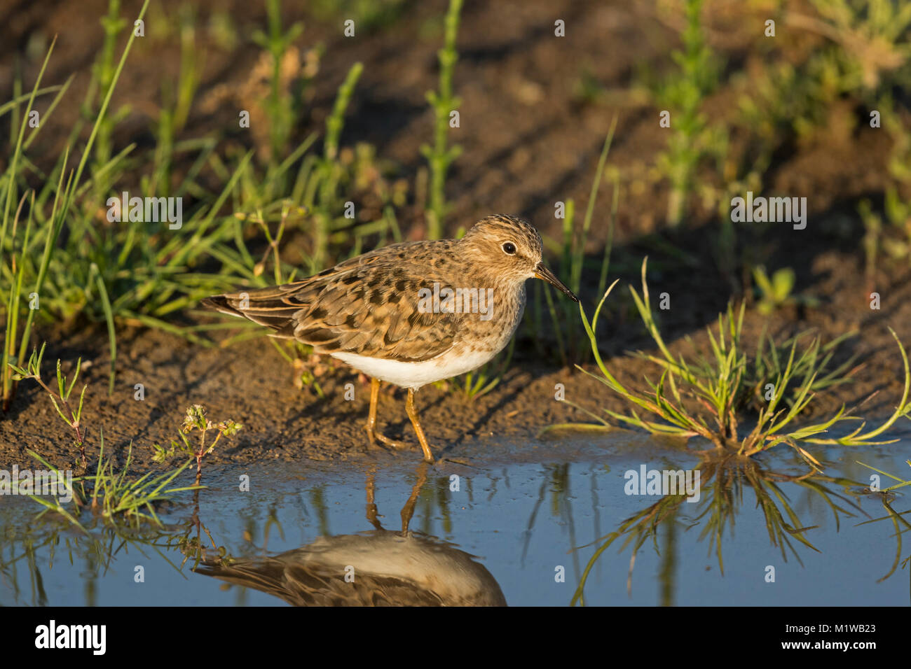 Temminckii hi-res stock photography and images - Alamy