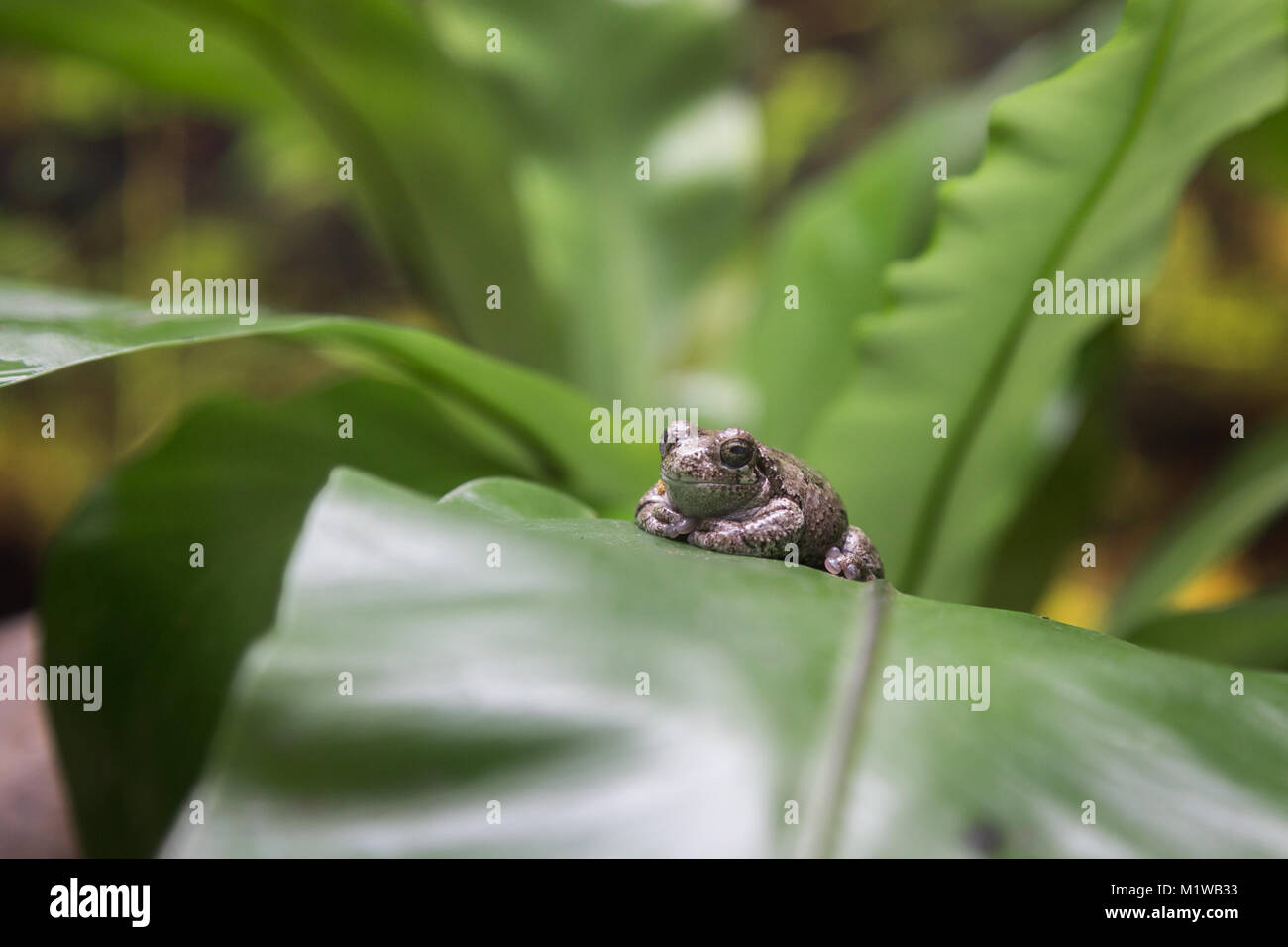 Little Toad on Green Leaf, Nature and Animals Theme Stock Photo - Alamy