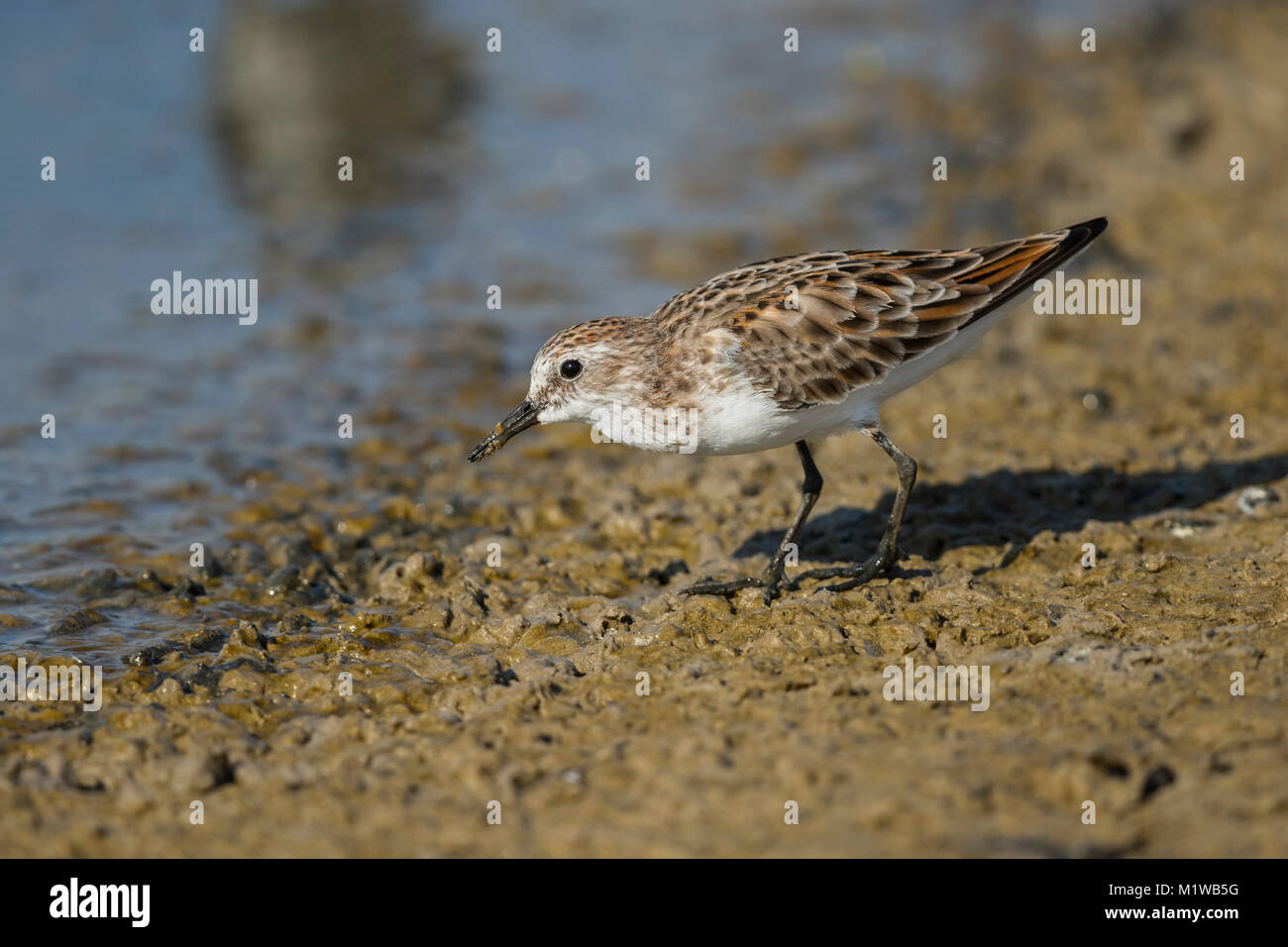 Little stint breeding plumage hi-res stock photography and images - Alamy