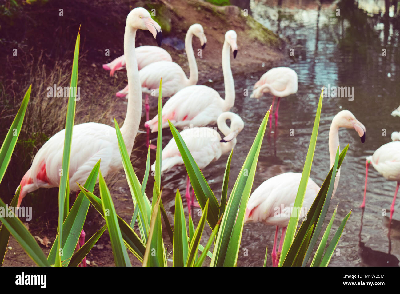 Pink Flamingo in zoo, Turkey Stock Photo - Alamy