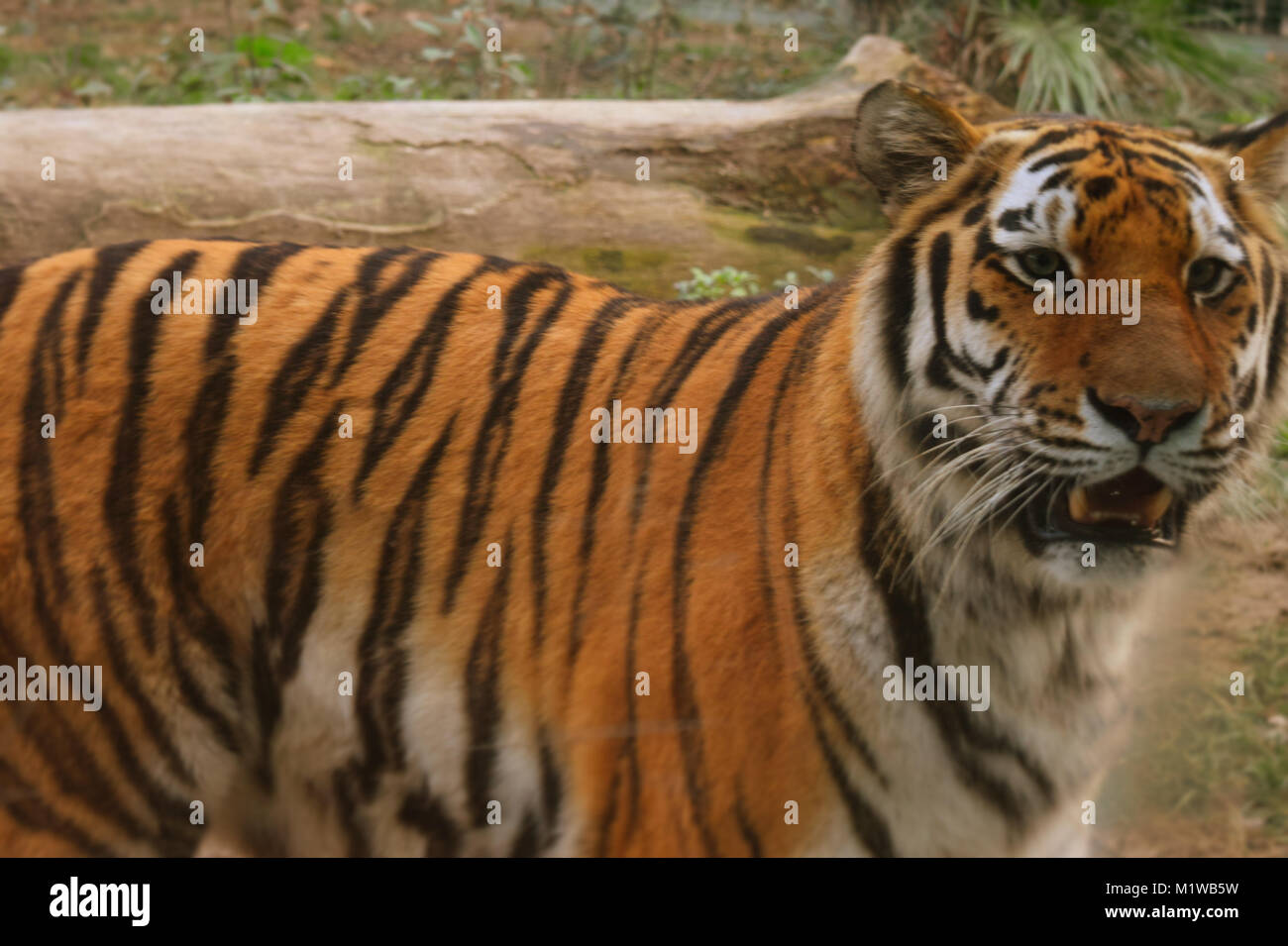 Tiger in a zoo Turkey Stock Photo - Alamy