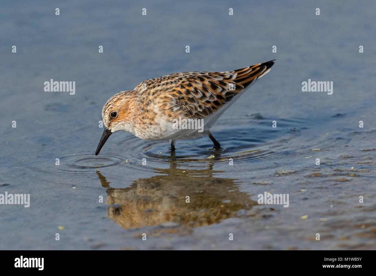 Minuta hi-res stock photography and images - Alamy