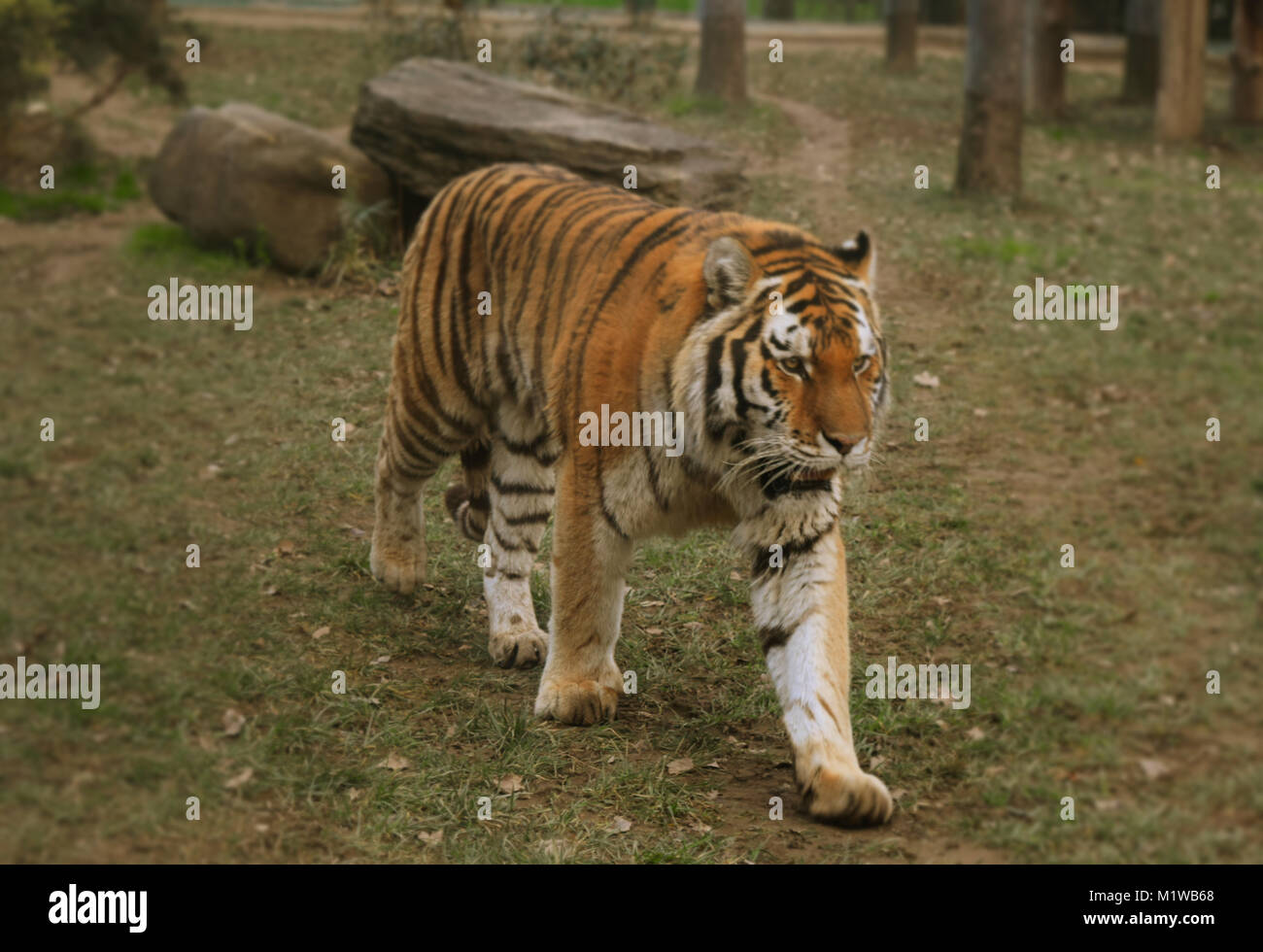 Tiger in a zoo, Turkey Stock Photo - Alamy
