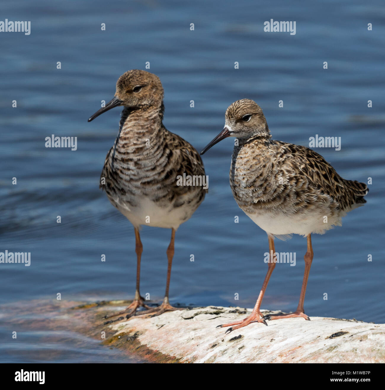 Two ruff birds hi-res stock photography and images - Alamy