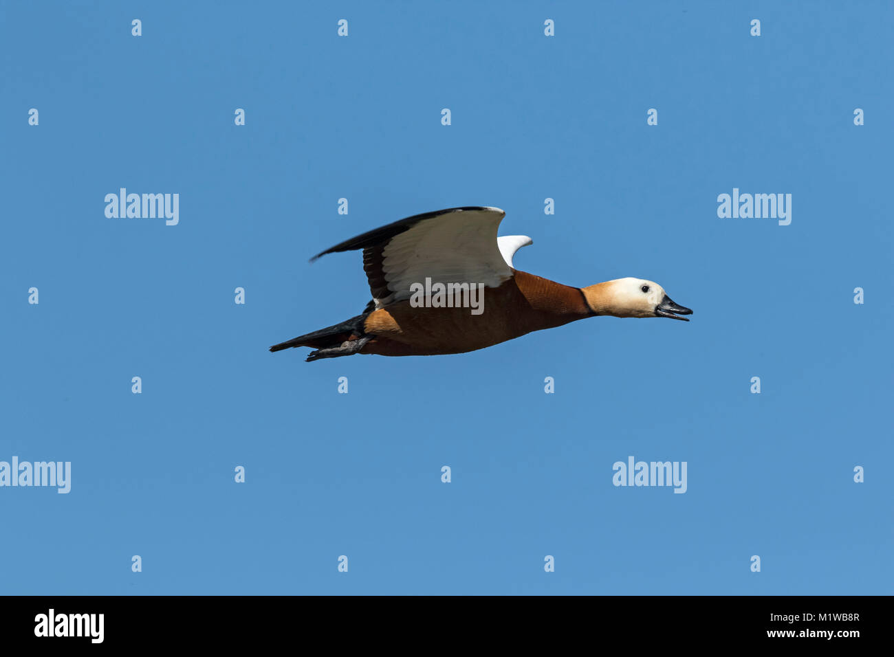 Flying flight fly flies hi-res stock photography and images - Alamy