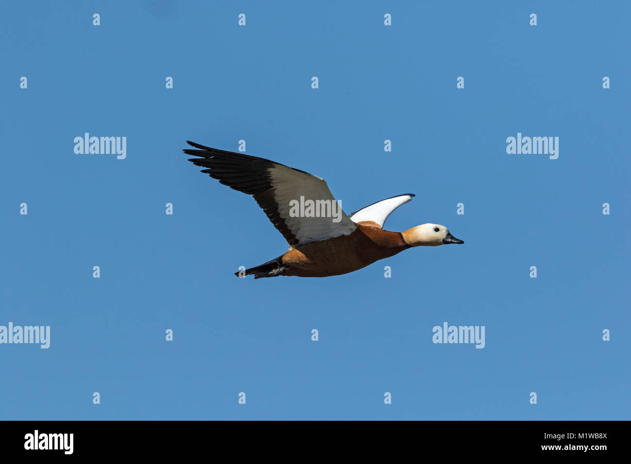 Flying flight fly flies hi-res stock photography and images - Alamy