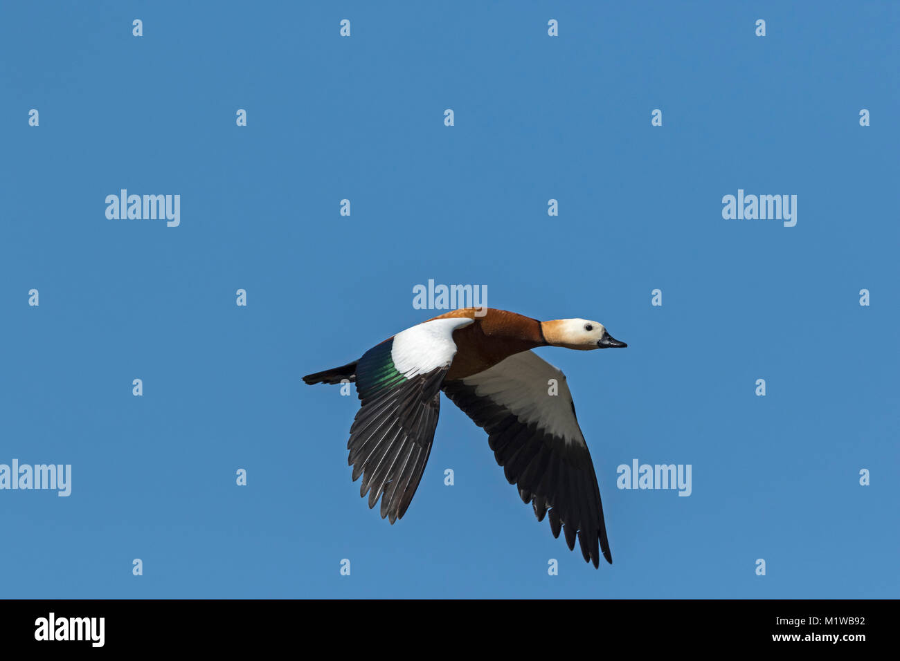 Flying flight fly flies hi-res stock photography and images - Alamy