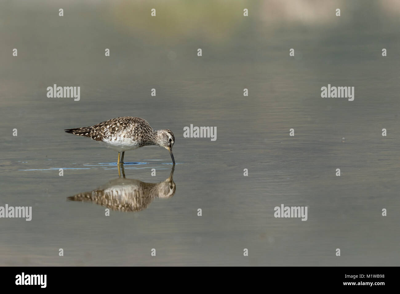 Wood Sandpiper (Tringa glareola), (Scolopacidae Stock Photo - Alamy