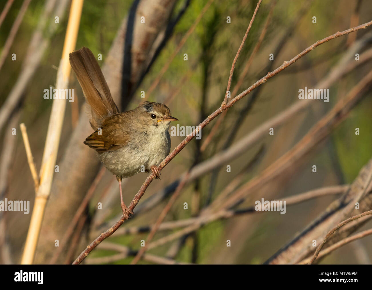 Cetti's Warbler (Cettia cetti Stock Photo - Alamy