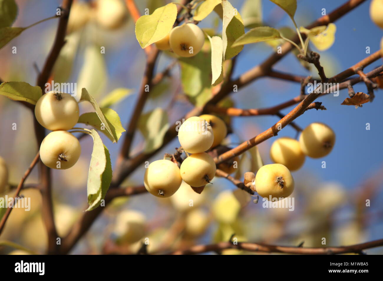 yellow apples on the tree Stock Photo - Alamy