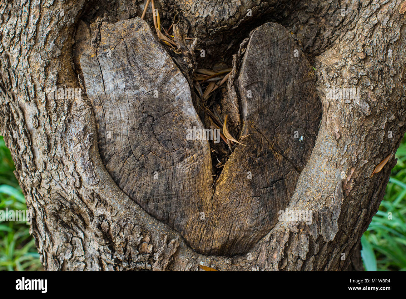 Knot in the trunk of a tree shaped like a heart broken in two, image in ...