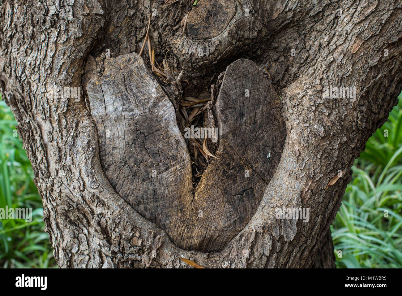 Knot in the trunk of a tree shaped like a heart broken in two, image in ...
