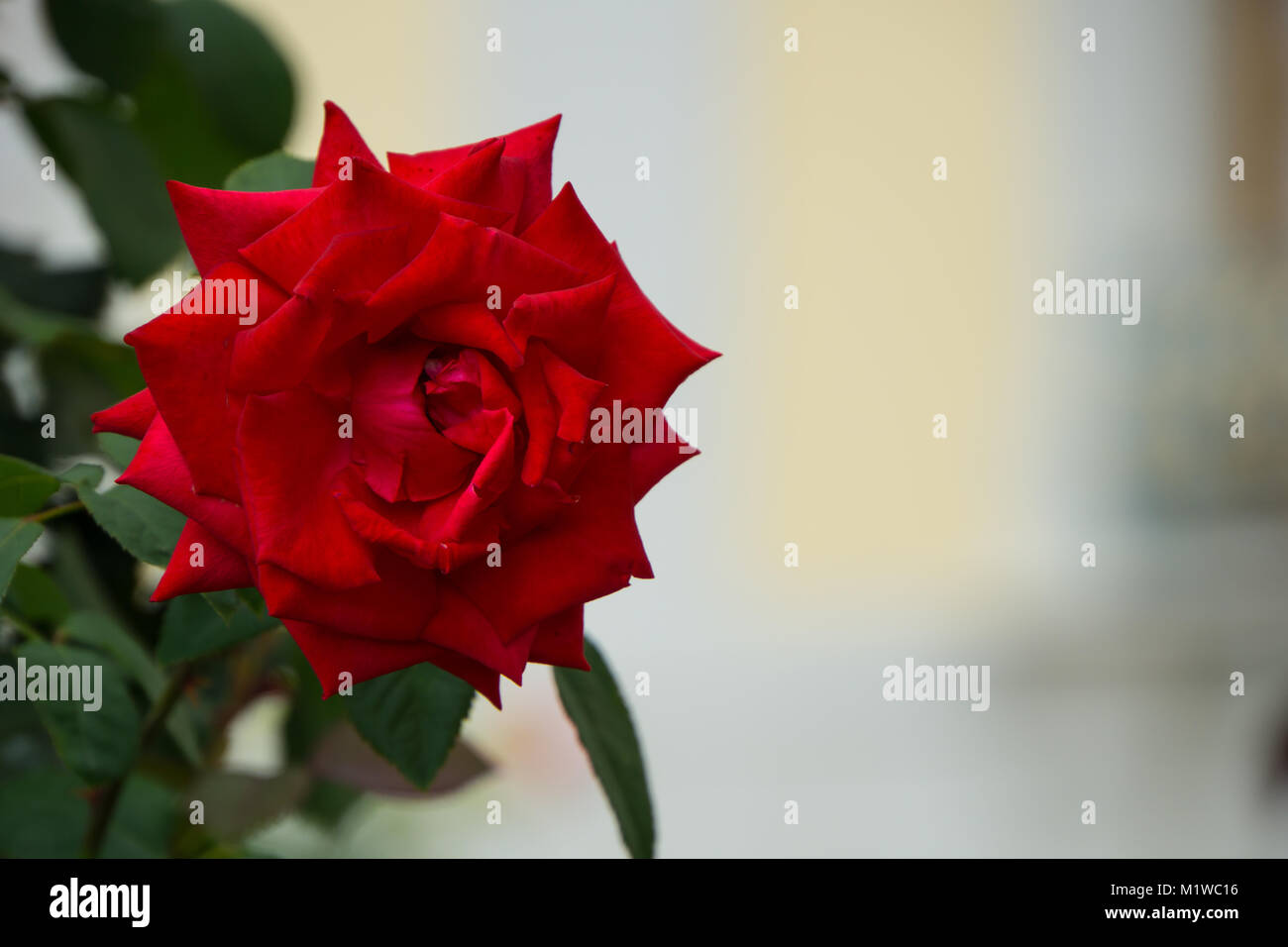 Giant red rose hi-res stock photography and images - Alamy