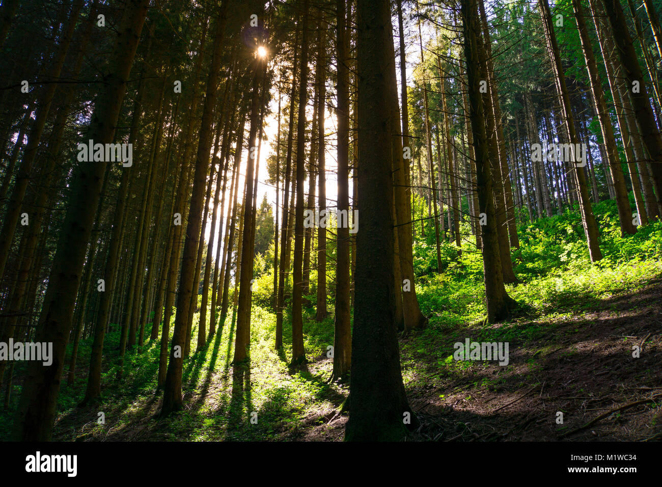 Afternoon sun in the forest with sunlight shining through tall trees ...