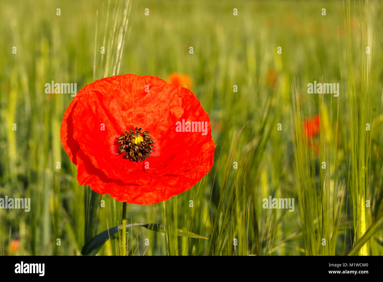 Poppy With Pollen Stock Photo - Alamy