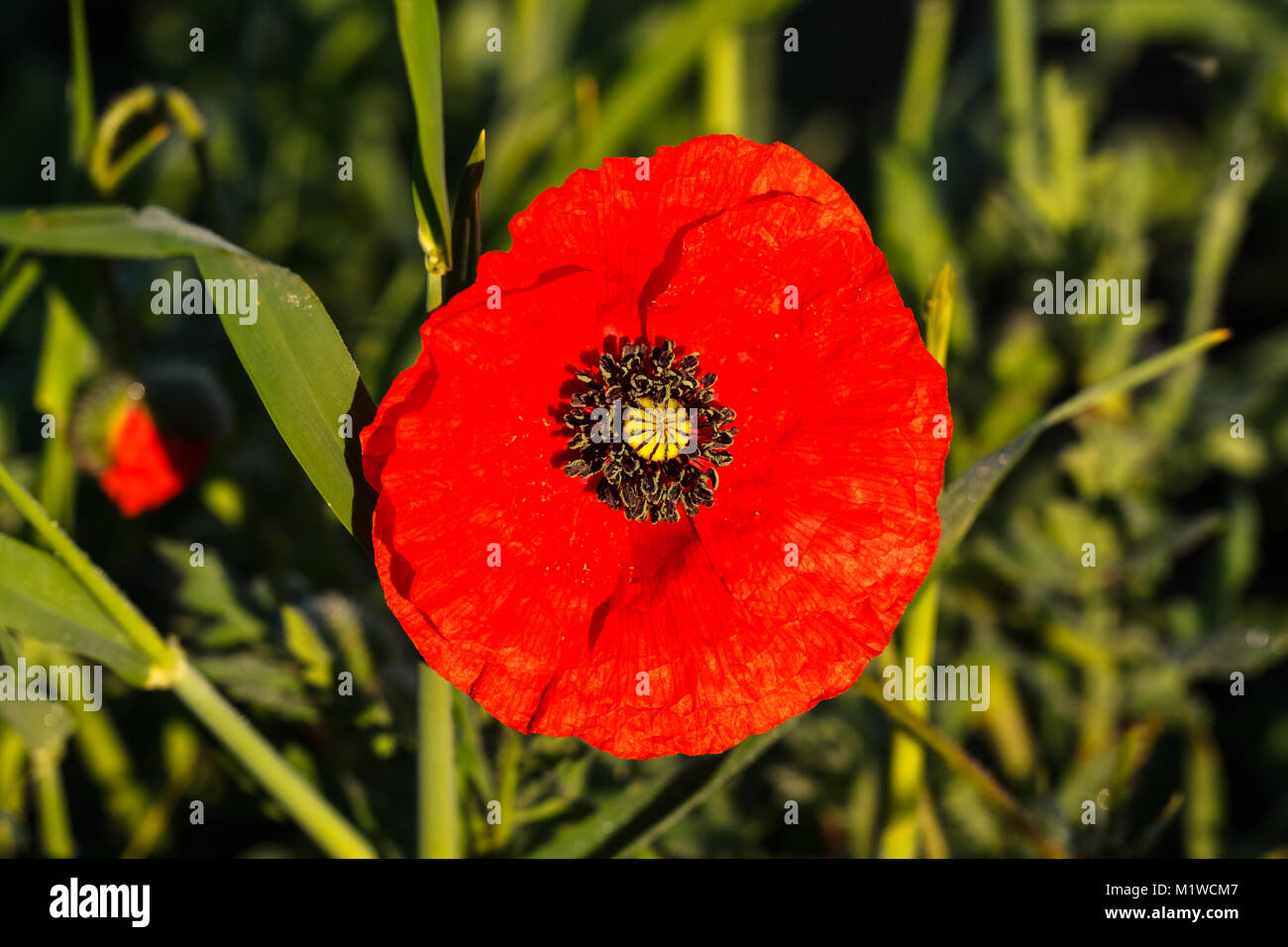 Poppy With Pollen Stock Photo - Alamy