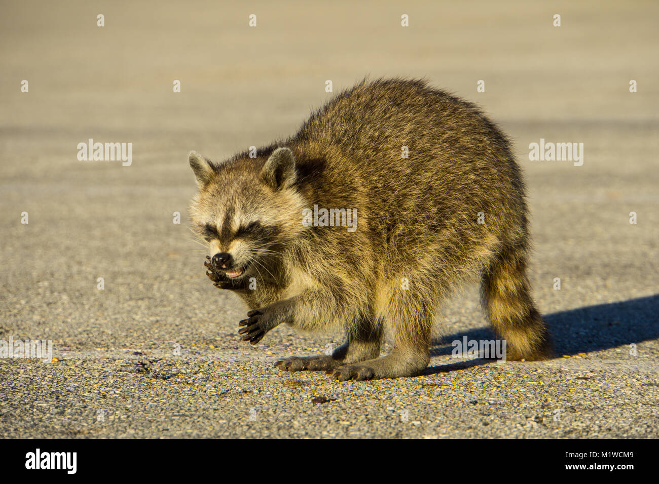 USA, Florida, Eating bandit masked raccoon standing in the sun Stock ...