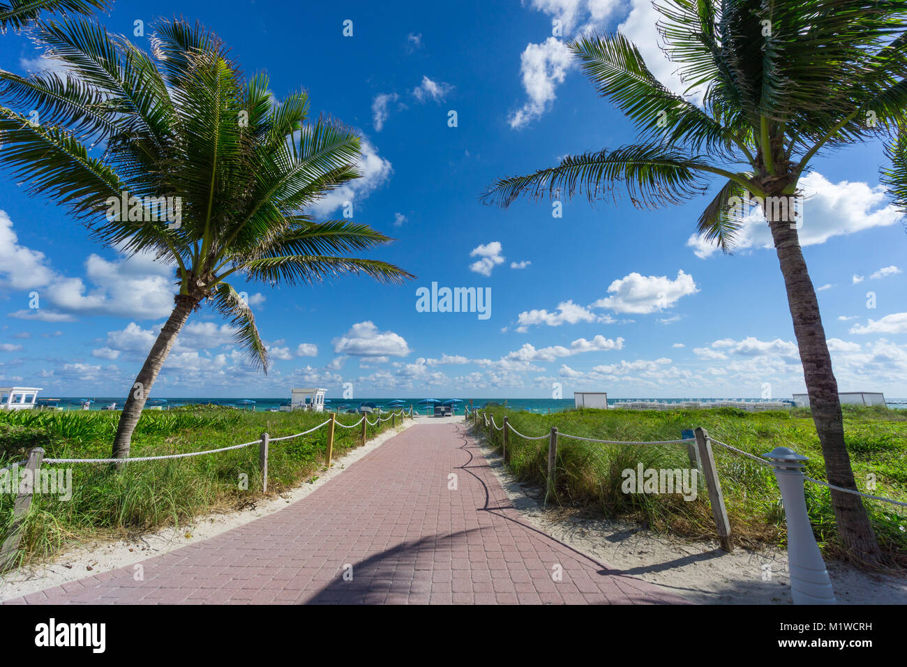 USA, Florida, Path to the white sand of miami beach between two palm ...