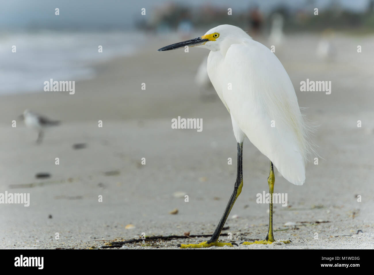 Bird with yellow feet hi-res stock photography and images - Alamy