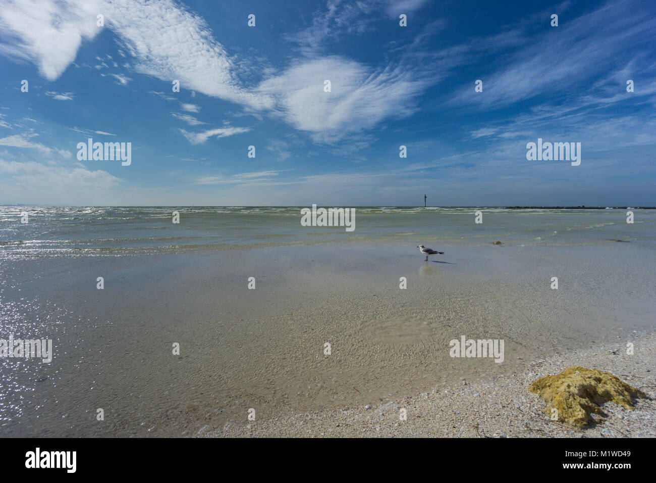 USA, Florida, Perfect empty white sand beach of honeymoon island with ...