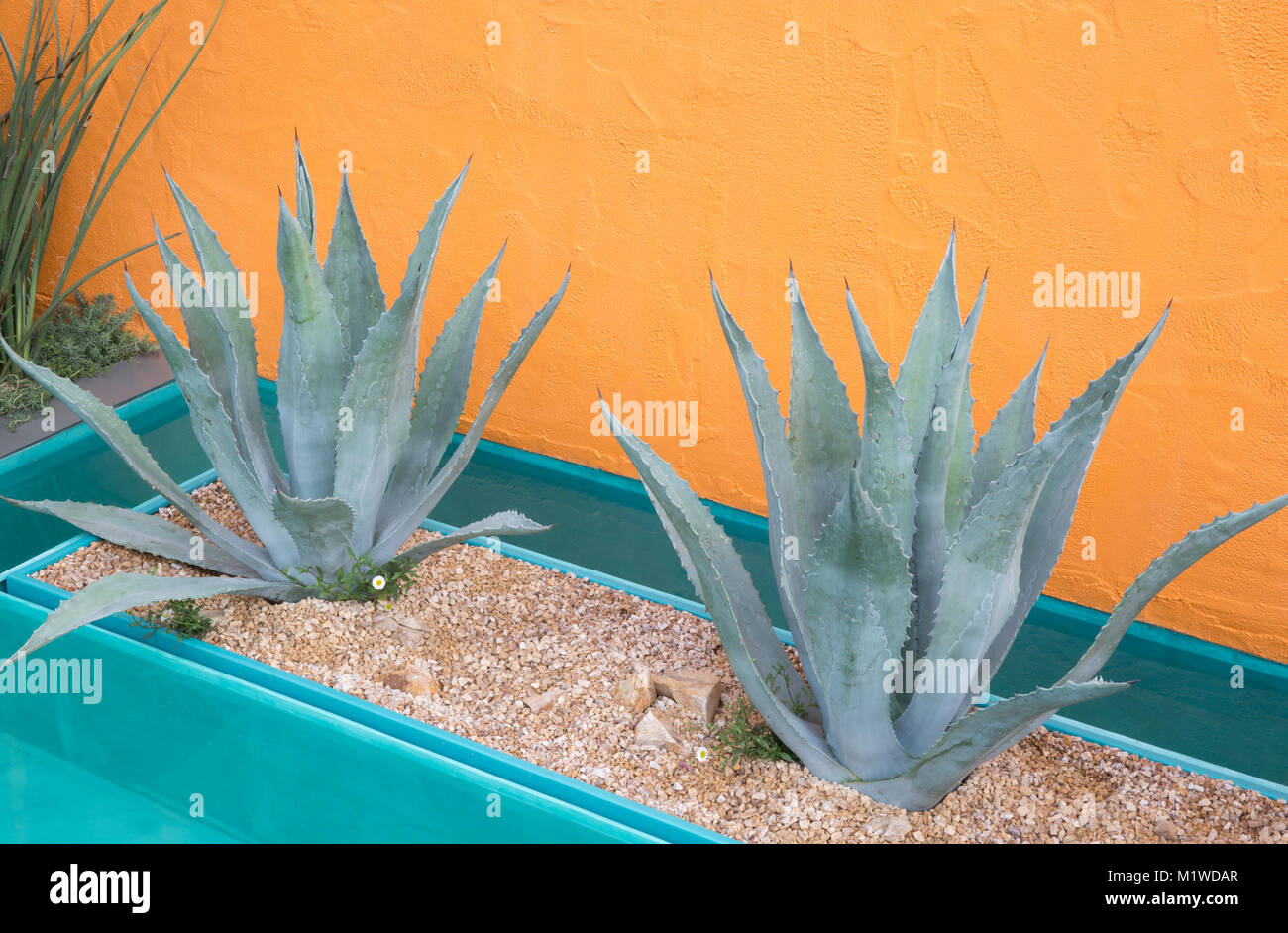Agave plant mexico hi-res stock photography and images - Alamy