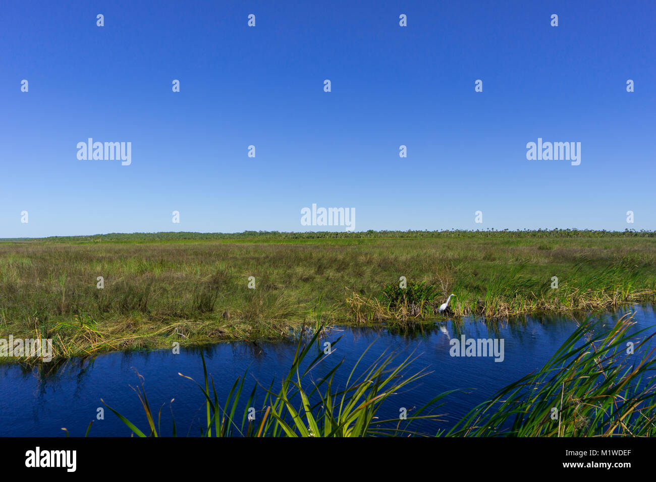 USA, Florida, Beautiful green landscape of everglades national park ...