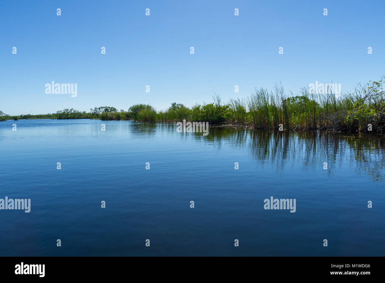 USA, Florida, Reflecting water of river in everglades swamp landscape ...