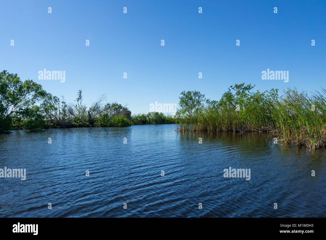 USA, Florida, Stream course between sawgrass and trees of untouched ...