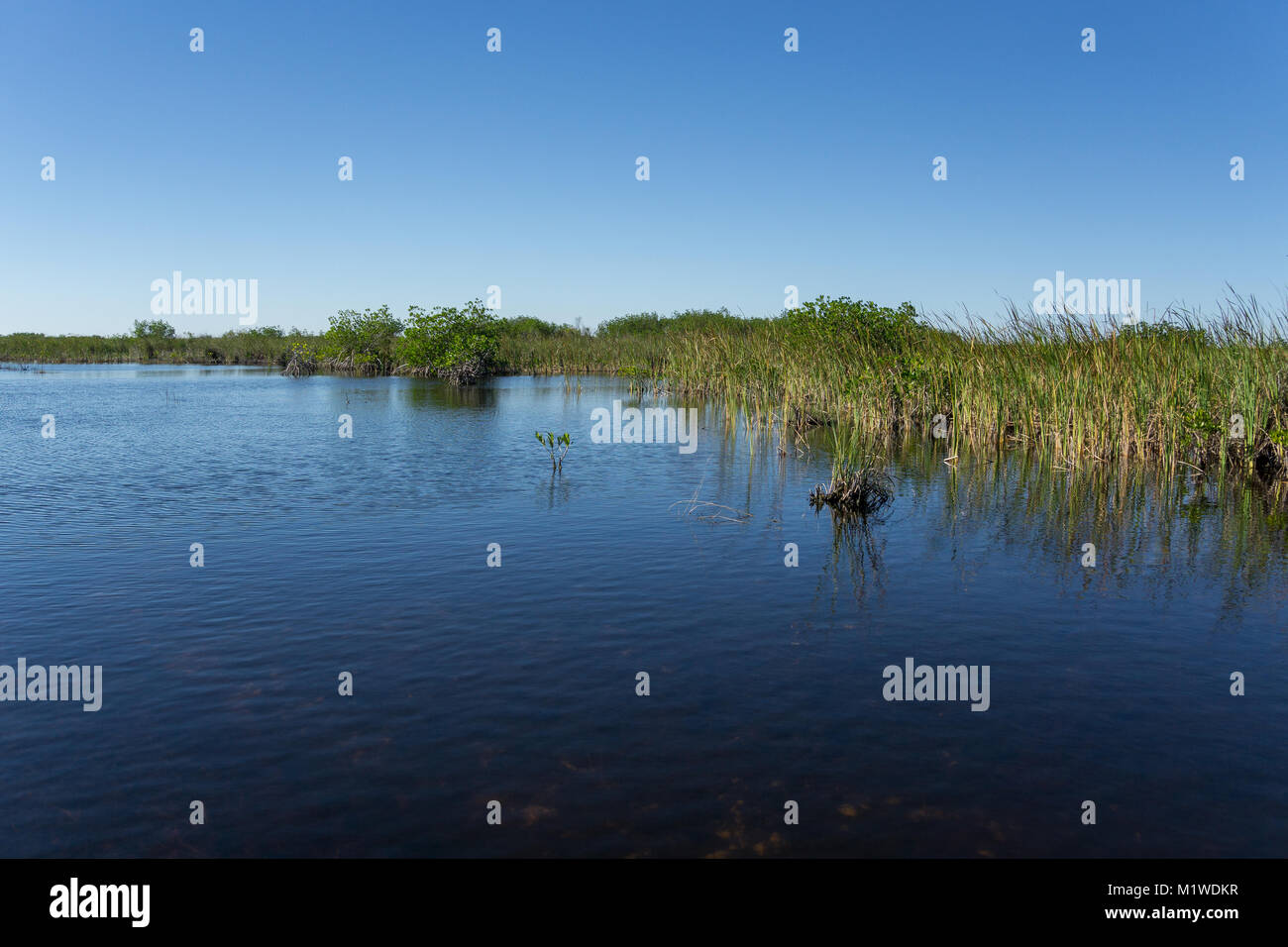 USA, Florida, Sawgrass and mangrove trees in the water in the ...
