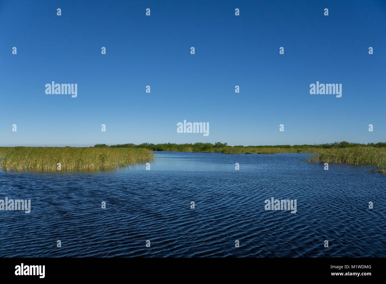 USA, Florida, Water landscape with sawgrass and estuary of everglades ...