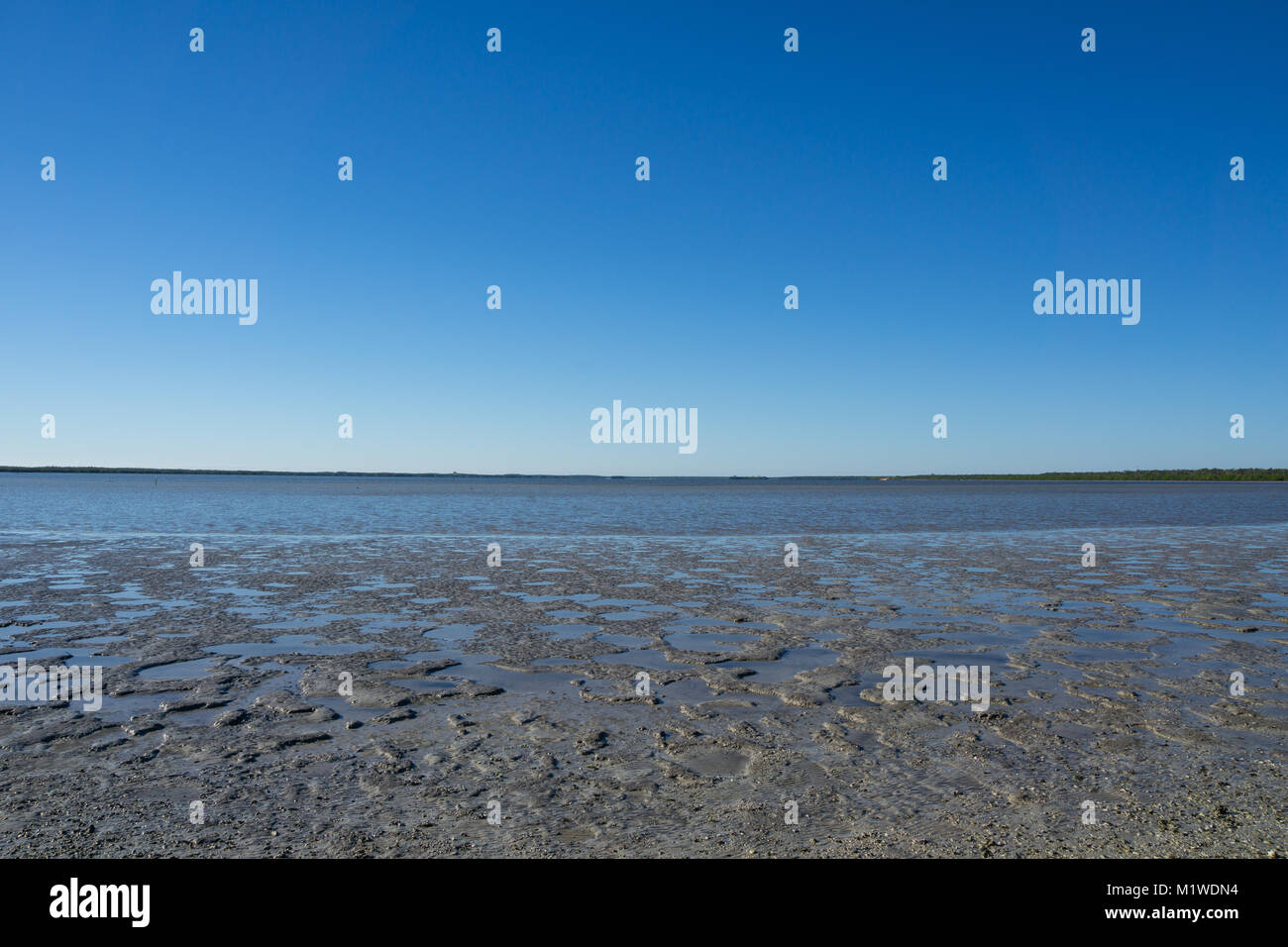 USA, Florida, Tide flat of everglades swamp Stock Photo - Alamy