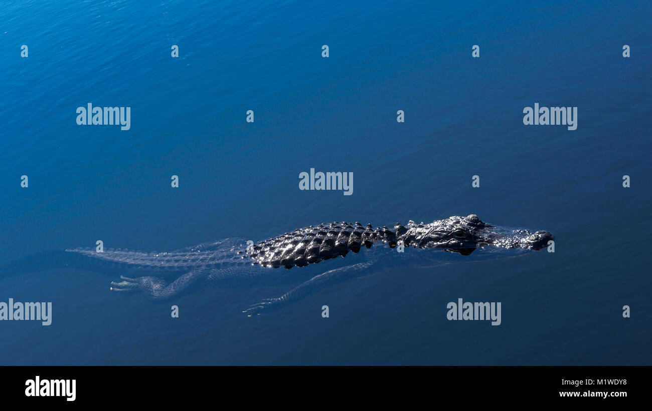 USA, Florida, Huge Crocodile, Caiman swimming in water Stock Photo - Alamy