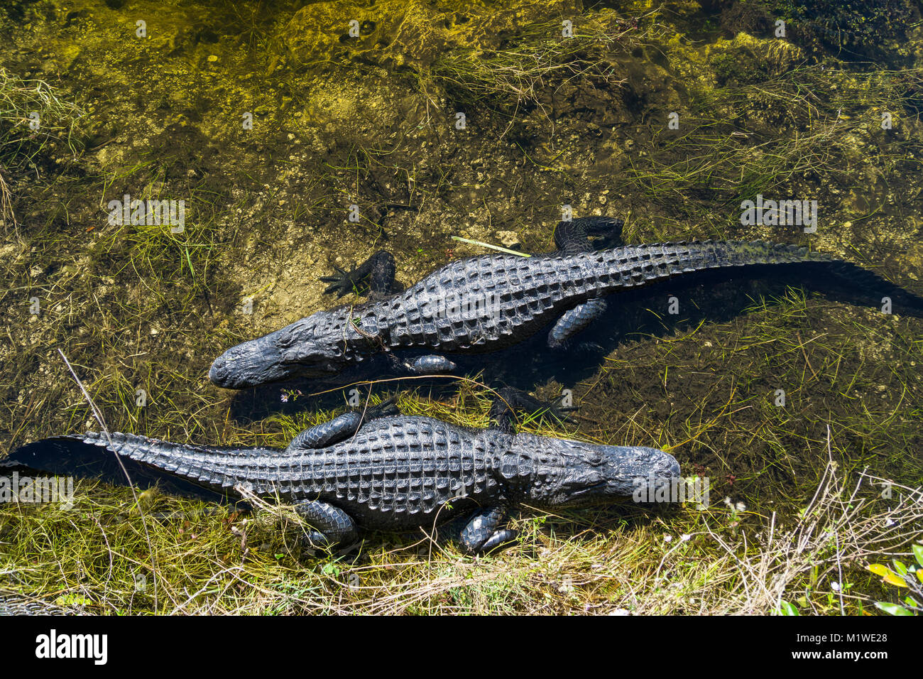 Of two crocodiles hi-res stock photography and images - Alamy