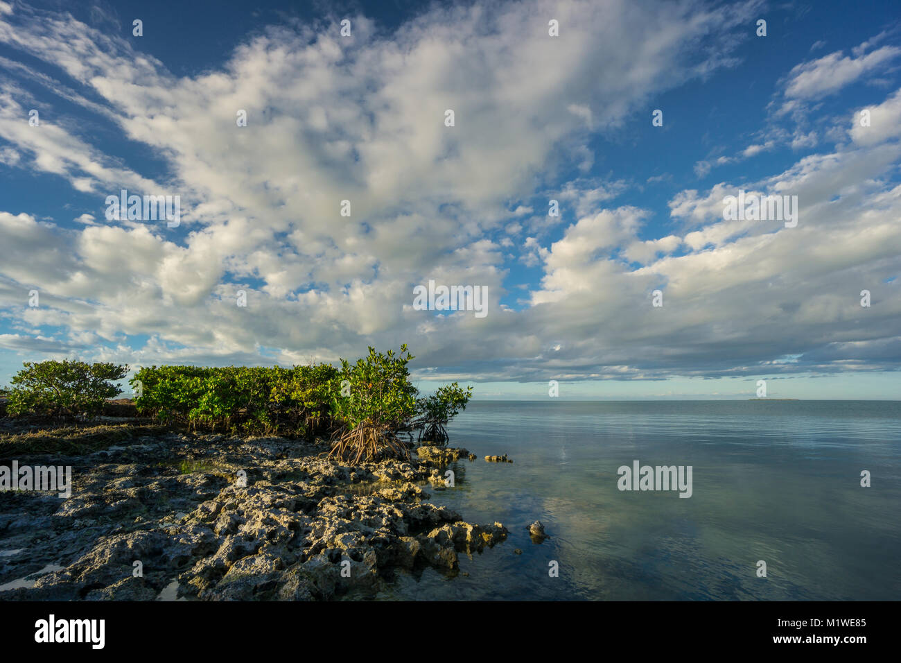 USA, Florida, Endless ocean behind extinct coral reef with mangrove ...