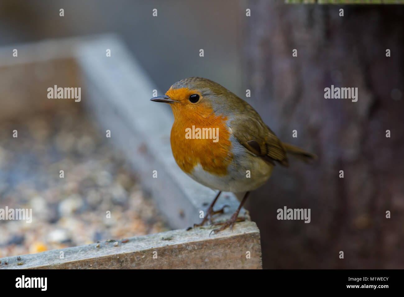 Robin Bird Table High Resolution Stock Photography and Images - Alamy