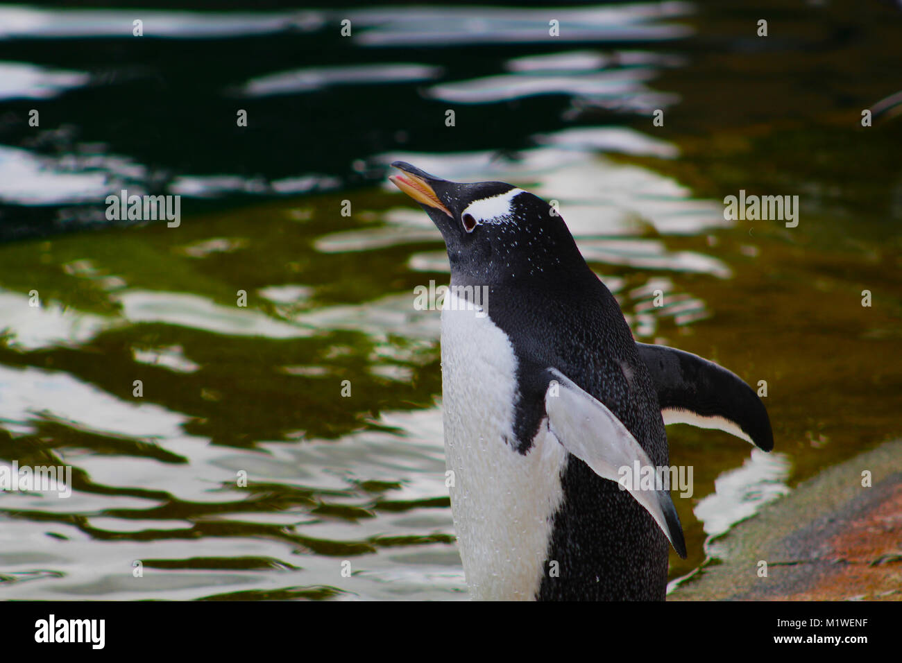 Emperor penguin young hi-res stock photography and images - Alamy