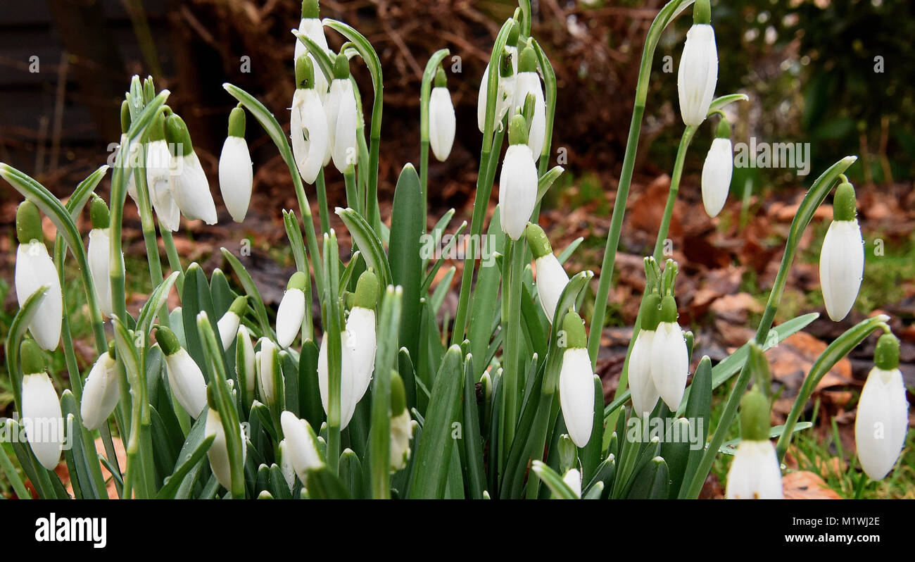 Langenhagen, Germany. 1st Feb, 2018. Snowdrops bloom in the rainy, cold ...