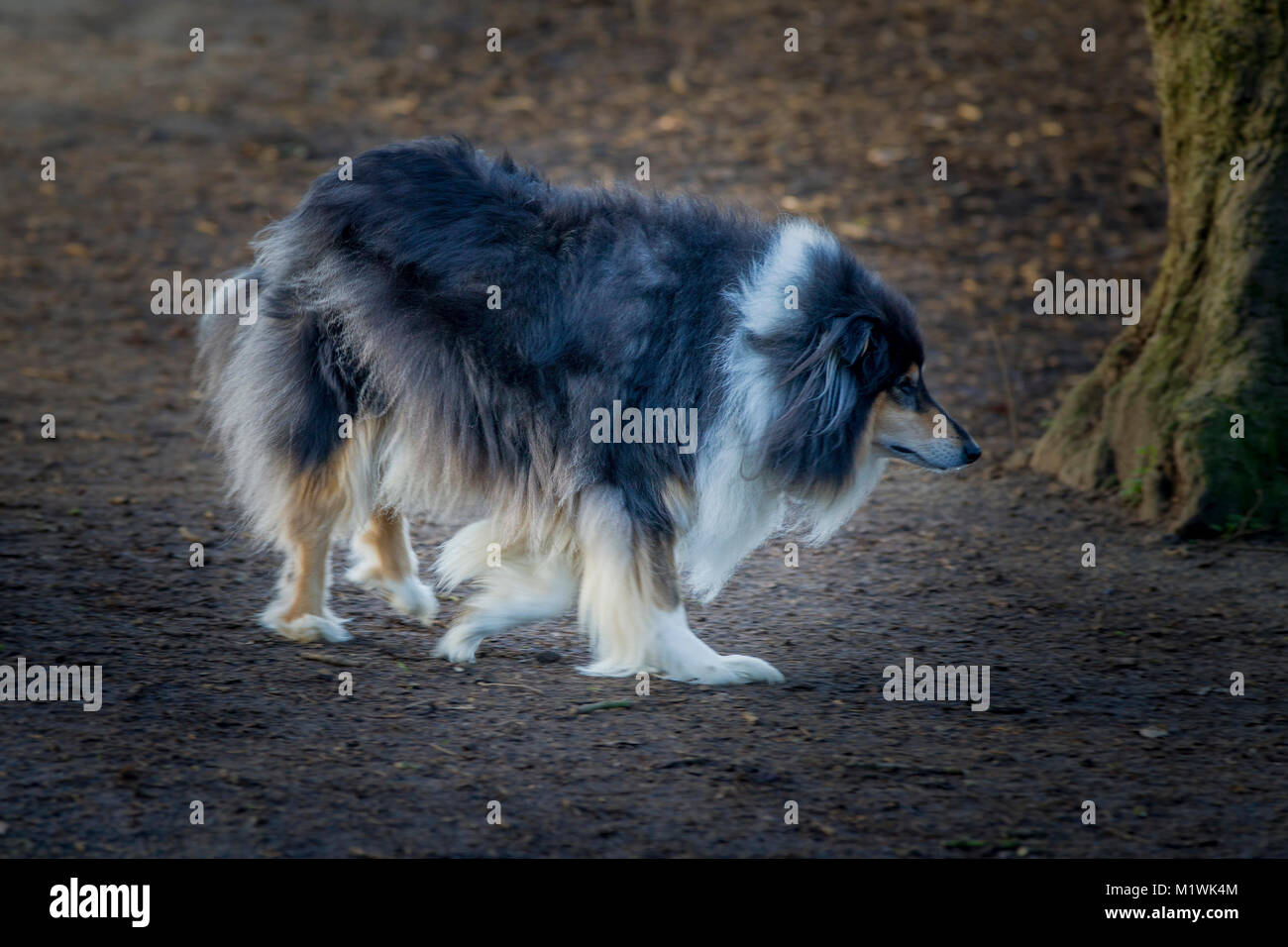 Tri colored collie hi-res stock photography and images - Alamy