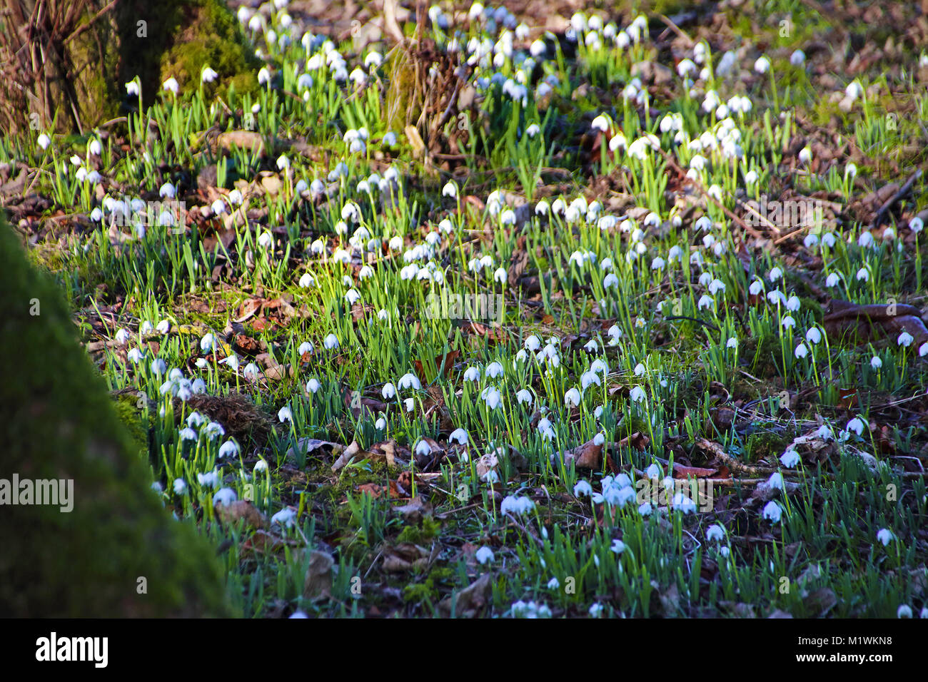 Snowdrop Trail at Moggerhanger Park. A woodland walk carpeted by winter ...