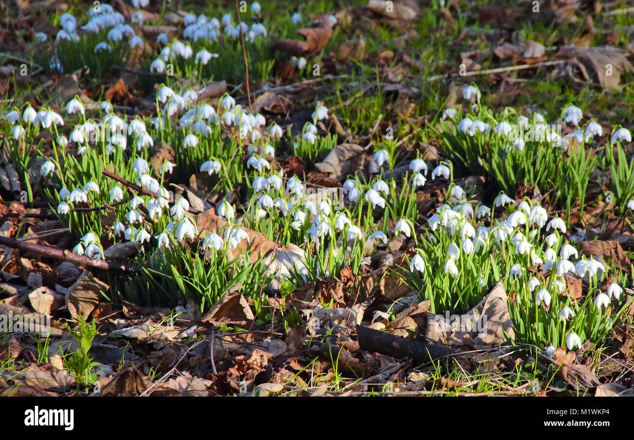 Snowdrop Trail at Moggerhanger Park. A woodland walk carpeted by winter ...