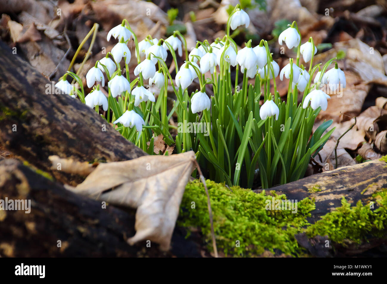 Snowdrop Trail at Moggerhanger Park. A woodland walk carpeted by winter ...