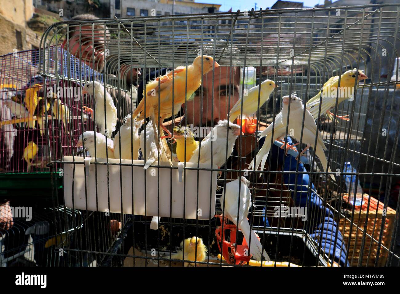 Amman, Jordan. 2nd Feb, 2018. Birds are displayed in cages at a weekly ...