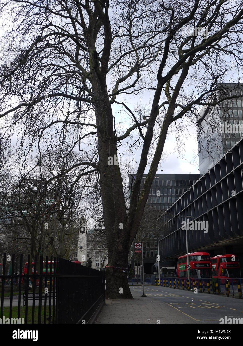 Felling of trees giant london plane trees hi-res stock photography and ...