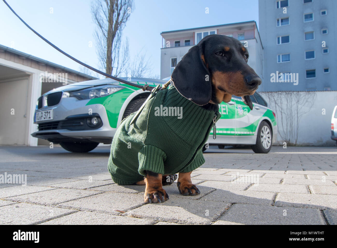 Waldkraiburg, Germany. 31st Jan, 2018. Dachshund Olga sits outside the ...