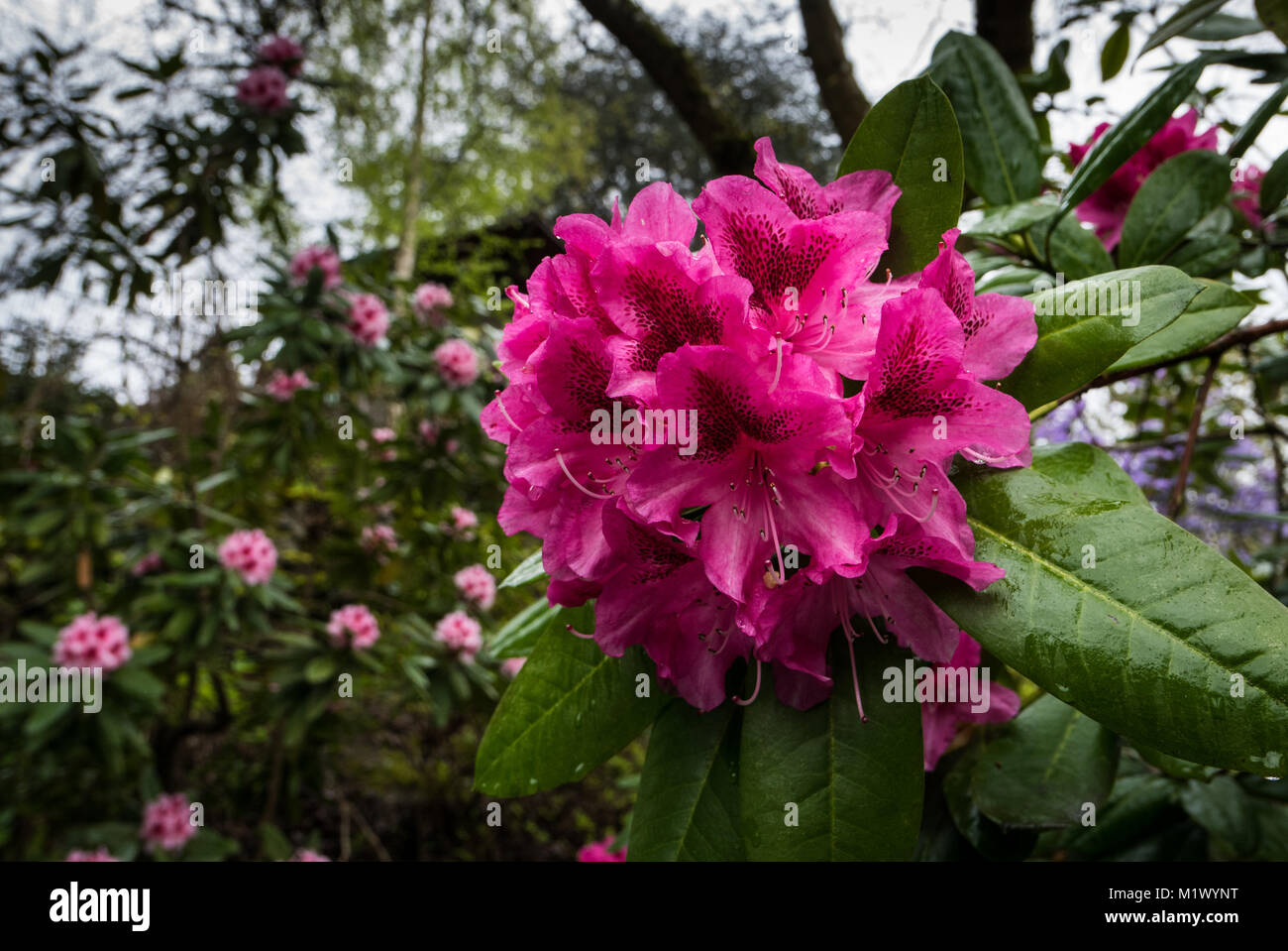 Rhododendron bloom in the Portland's Crystal Springs Rhododendron ...
