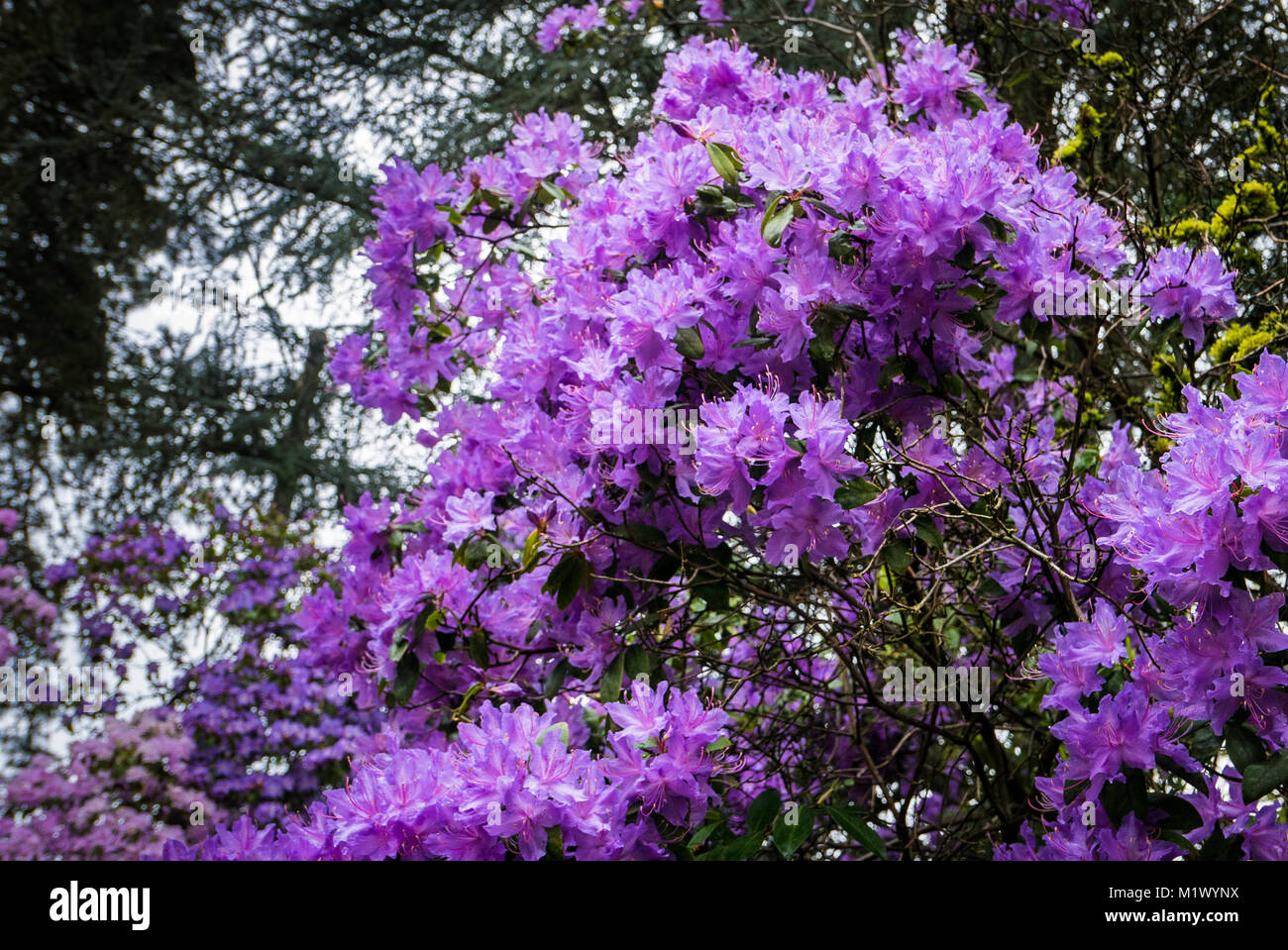 Rhododendron bush in the Portland's Crystal Springs Rhododendron Garden ...