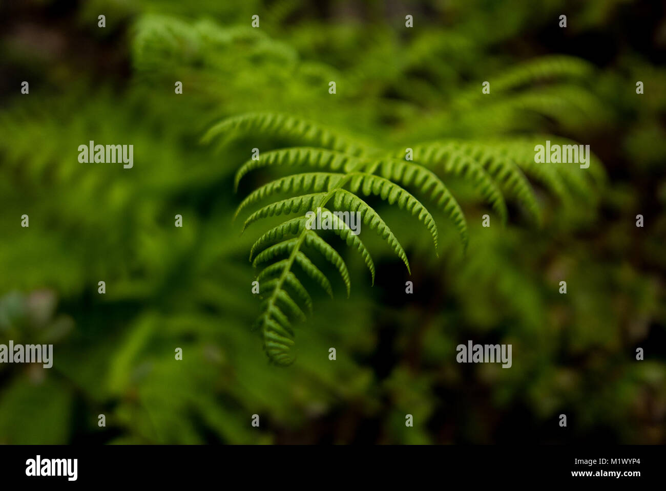 Green fern in Portland's Crystal Springs Rhododendron Garden Stock ...