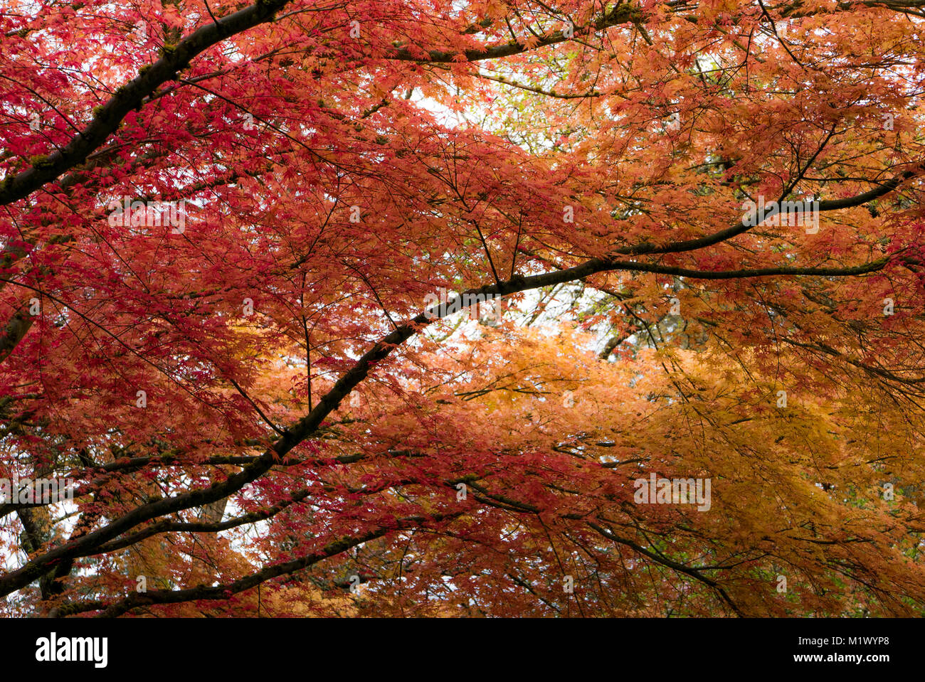 Japanese Maple tree in Portland's Crystal Springs Rhododendron Garden ...