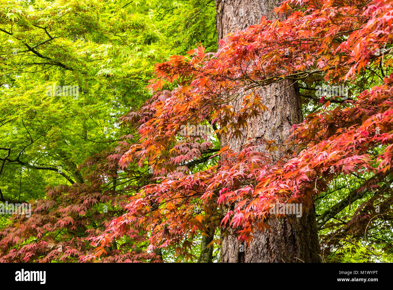 Japanese Maple tree in Portland's Crystal Springs Rhododendron Garden ...